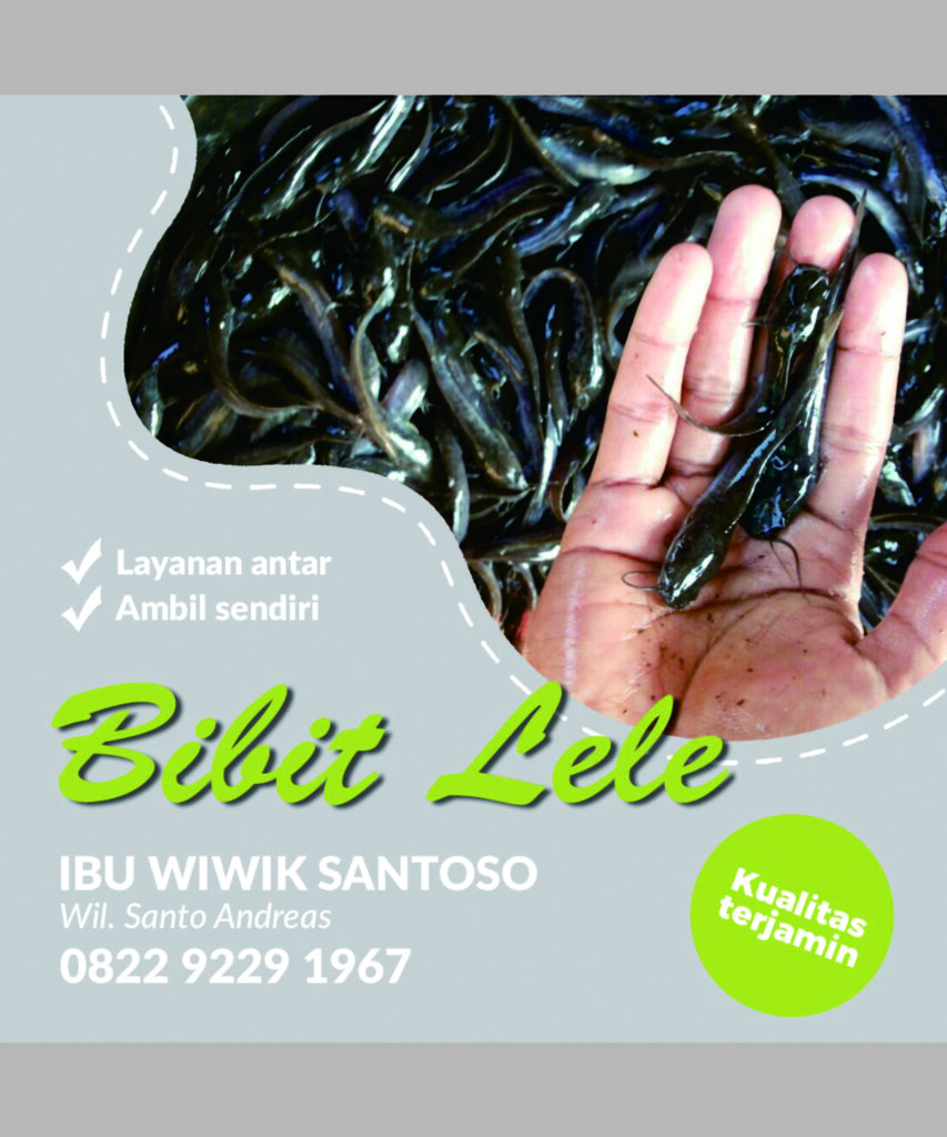 Bibit Lele – Pasar Fatima